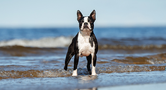 And so, it begins… the radical and long-awaited anti-breed, anti ...