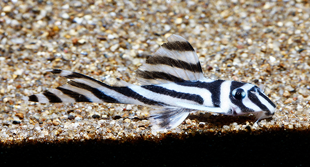 Proposed CITES I Listing for Zebra Plecos Avoided | National Animal ...