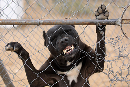Weekly Roundup: 12-8-2023National Animal Interest Alliance