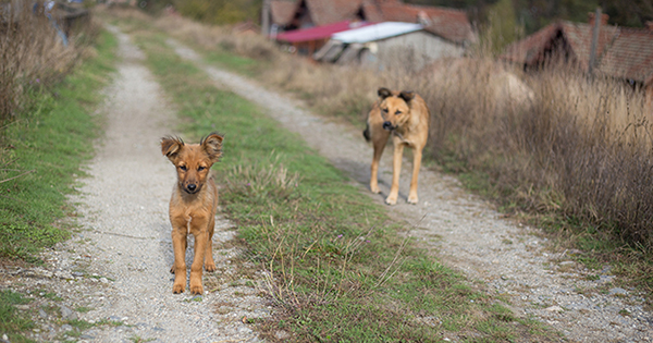 It’s Now or Never: Stop Dog Trafficking Now! | National Animal Interest ...